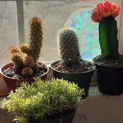 Fire Mammillaria Elongata Copper King Cactus Rare Succulent Live Cacti ...