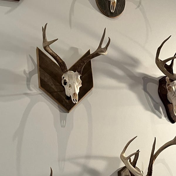 Multi Beard Turkey Fan Display WITH SHELF - Etsy