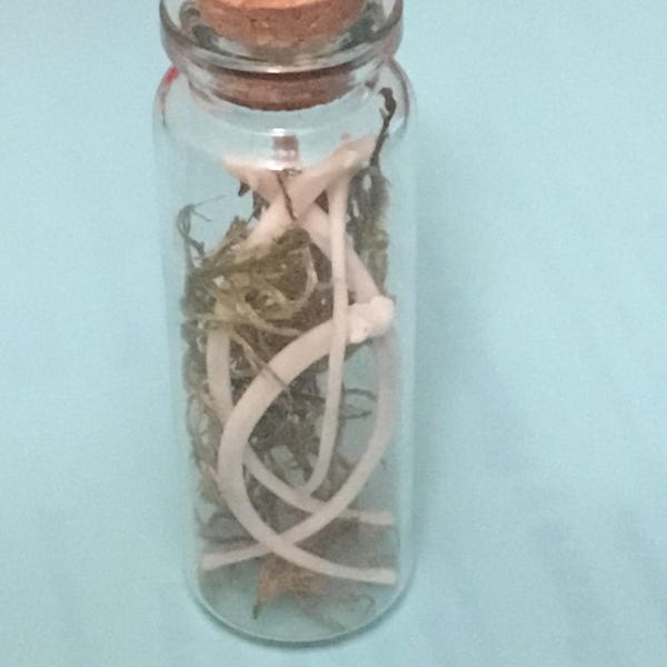 Giant Cicada & Empress Cicada Shadow Box Framed Quesada Gigas ...