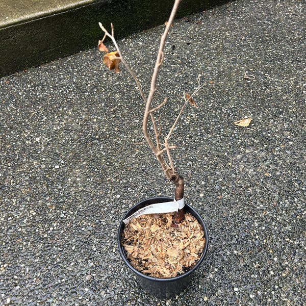 Viburnum Burkwoodii 'mohawk' Burkwood Viburnum Live Plant 4 Pot Size - Etsy