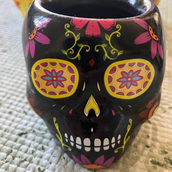 Monadenium Ritchei Rare Item Live Succulent - Etsy