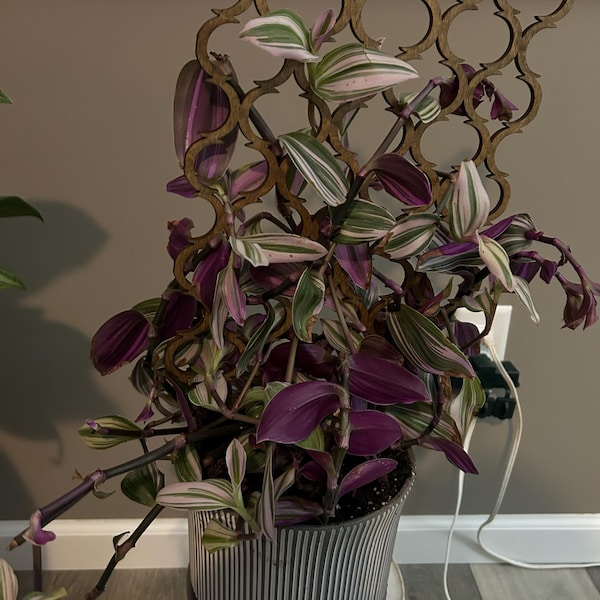 Half Moon Hanging Wall Plant Trellis - Etsy