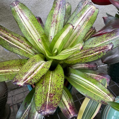 Bromeliad Neoregelia 'supernova' - Etsy