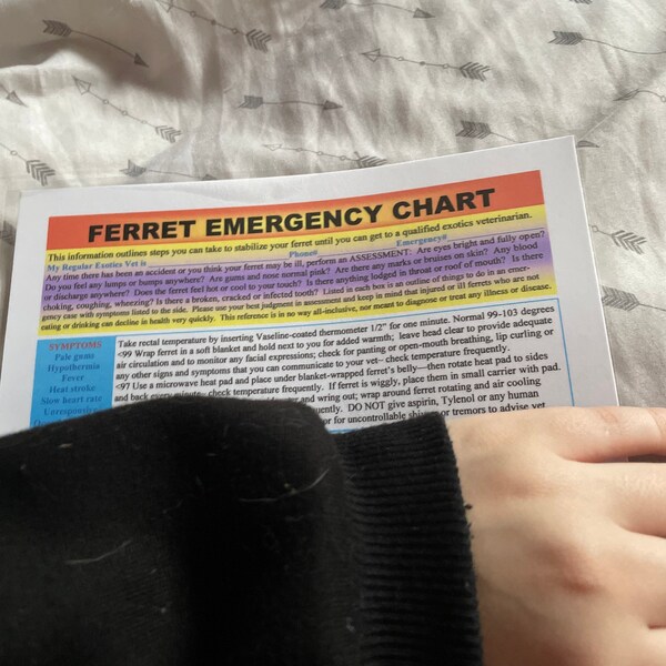 Ferret Emergency Chart and Health Medical Kit List Laminated Quick ...