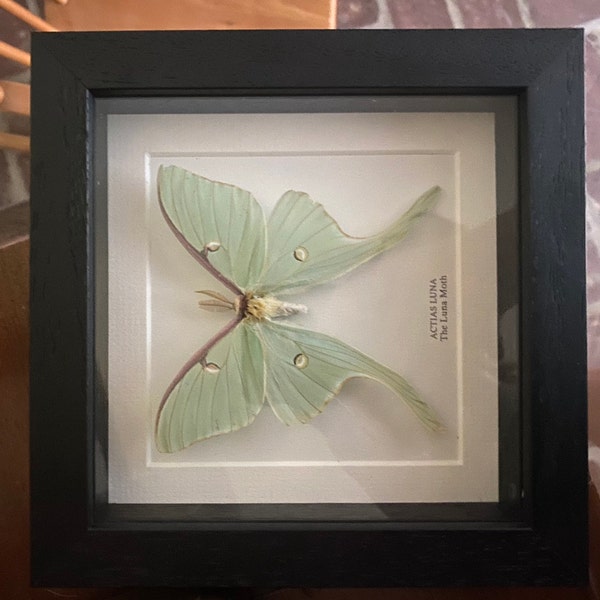 The Luna Moth in Box Frame (actias Luna) - Etsy