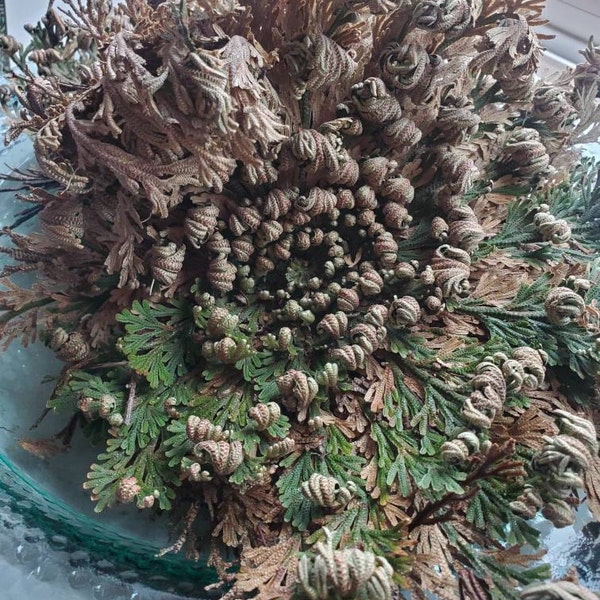 Resurrection Plant | Jericho Flower | Rose of Jericho | Resurrection ...