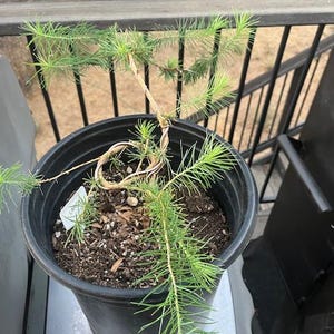 Bristlecone Pine. Pinus Aristata. Natural Dwarf. Young Tree Ready for ...