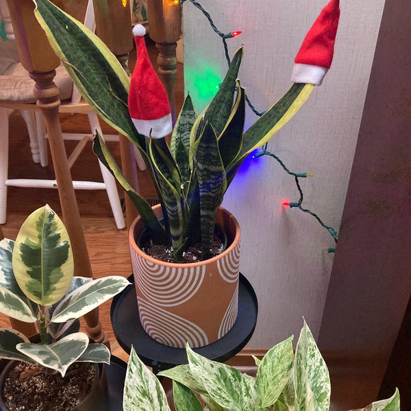 Sparkling Black Crow Cake Topper: Ideal for Halloween Delights - Etsy