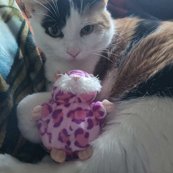 Vintage Ty Beanie Boo 'zuri' the Tie-dye Monkey 6 Inch - Etsy