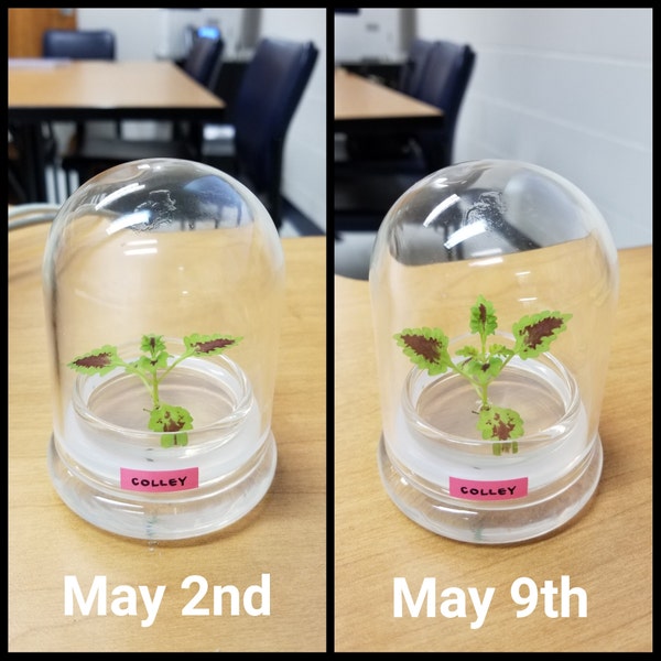 Rainbow Floral Terrarium - Self Grow, Maintenance Free -coleus - 4" Dom ...