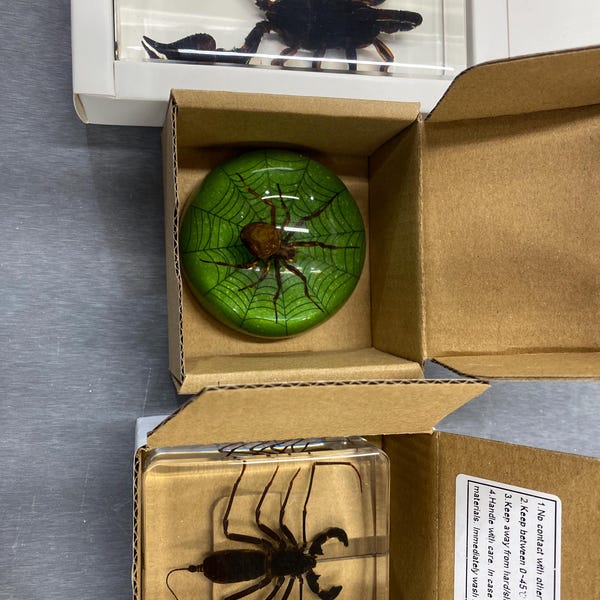 X5 Isopods in Jar, Curio Jar, Giant Roly Poly, Oddities Decor - Etsy