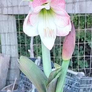 Butterfly Ranunculus Hades Corm Bulb - Etsy