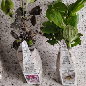 CLEMATIS 'EDDA'. Plant. Perennial. - Etsy