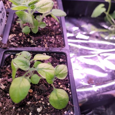 50 PERUVIAN GROUND CHERRY Physalis Peruviana Cape Gooseberry Fruit ...