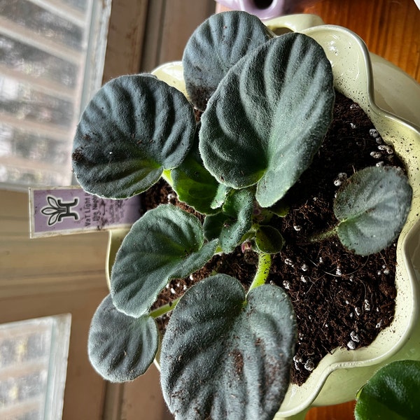 Vat Light in the Night African Violet Live Plant, Young Pre-finished ...
