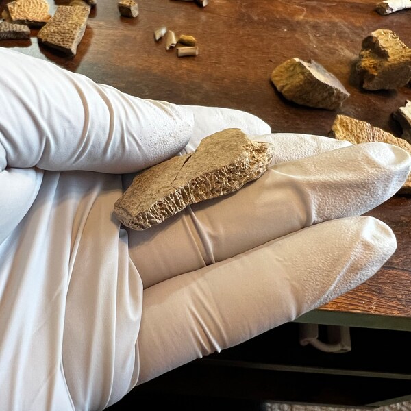 Realistic Casting of a Triceratops Digit With a Real Frill Bone - Etsy