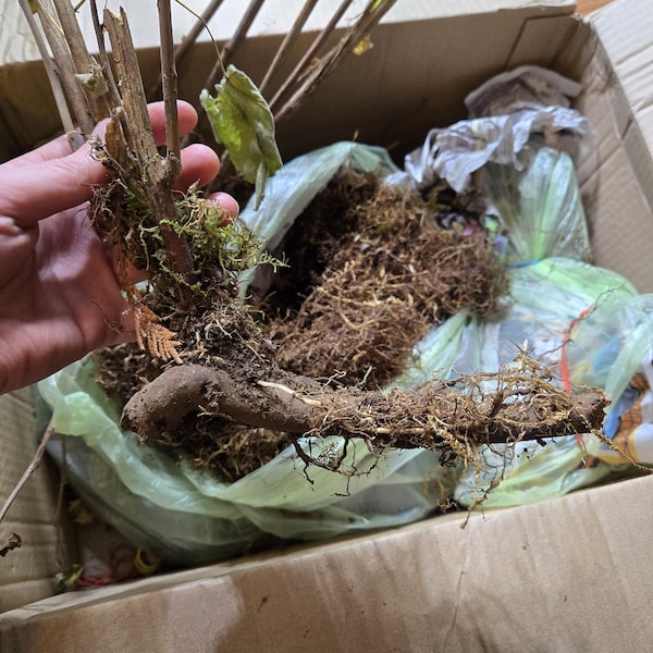 Red Alder Alnus Rubra 1-2 Year Sapling Organically Grown 8-12 " Root to ...