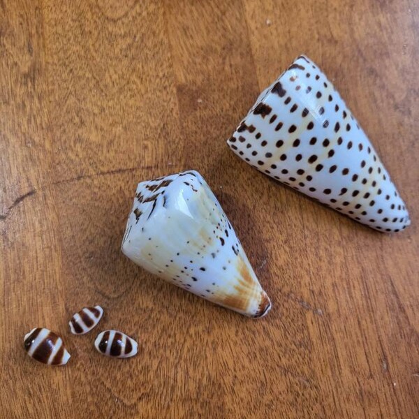 Flat Shape / Japanese Jingle Shells / Anomia Chinensis / 100% Genuine ...