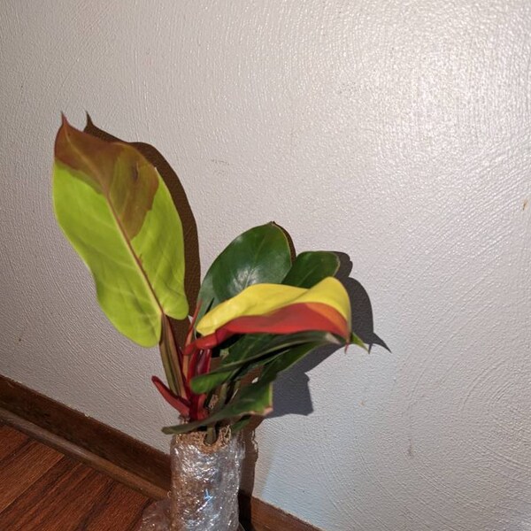Nono Banana (musa Pink Variegated) Medium Size - Etsy