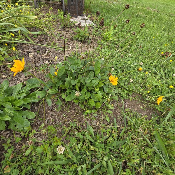 Aztec Sweet Herb Live Plant (phyla Dulcis/lippia Dulcis/yerba Dulce ...
