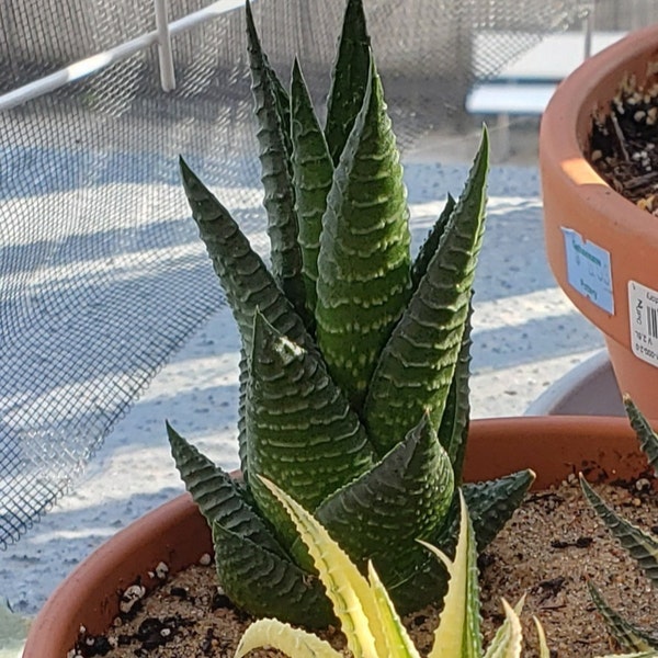 Haworthia Cooperi Var Truncata Alien Eggs Live Succulent Plants - Etsy