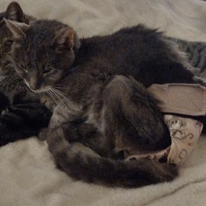 Guinea Pig Cavy Diaper With Bib / Collar Waterproof Designed - Etsy