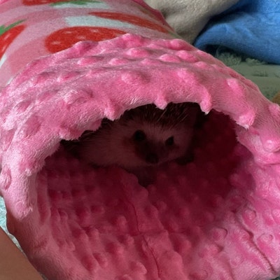 Large Fleece Coffin Bed, Drac Inspired Design, Halloween Pet Bed, Cat ...