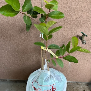 Diamond Oren Bougainvillea Plant - Etsy