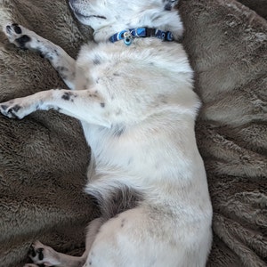 Angel Cat Collar/ Angel Wing Cat Costume''whitecolor - Etsy