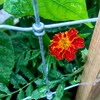 Cucamelon Seeds Heirloom, Open Pollinated, Non GMO Grow Indoors ...