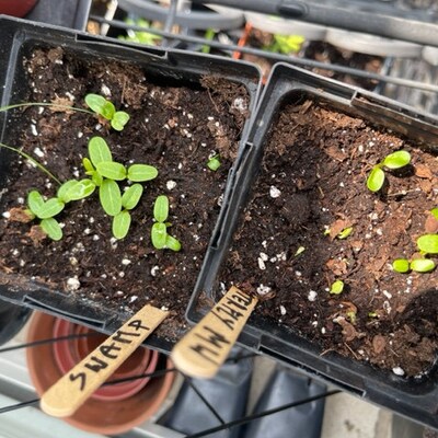 Wingstem Seeds - Etsy Canada