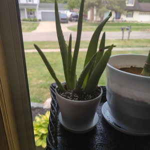 Tillandsia Stricta Iridescent Air Plants - Etsy