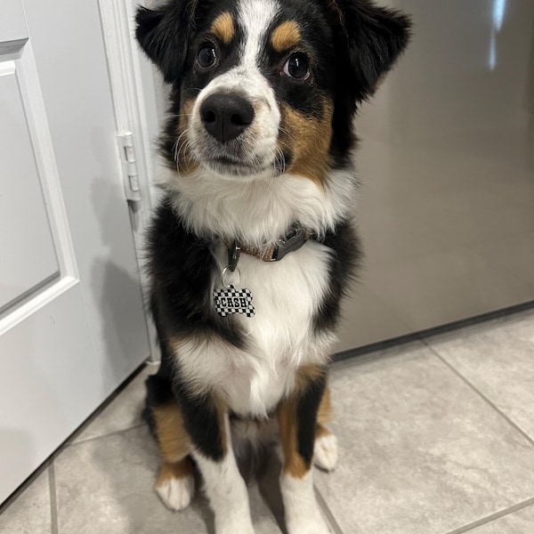 Checker Pet Tag - Customizable Dog ID With Retro Checkerprint Theme ...