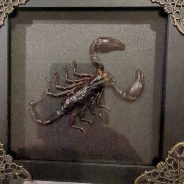 Real Framed Scorpion Shadow Box Insect Frame Taxidermy Taxadermy Black ...