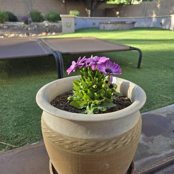 Serenity Pink African Daisy, Osteospermum, Live Plant, No GMO. Grown in ...