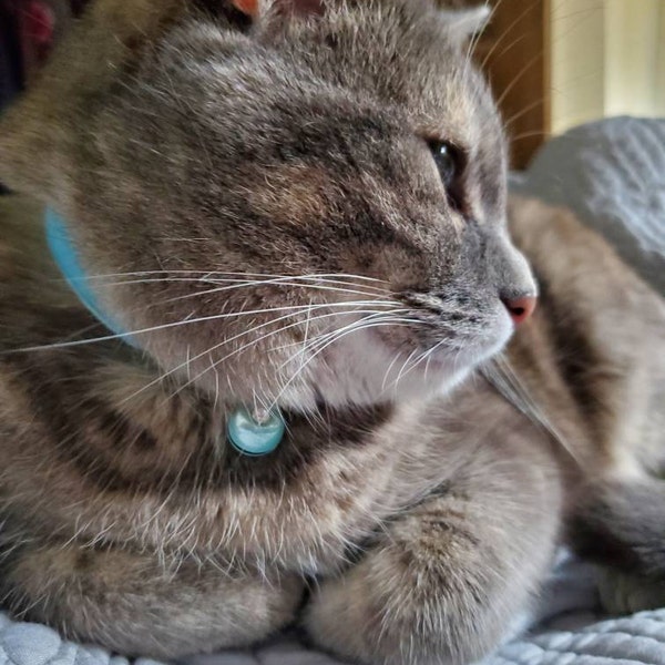 Cat Collar velvet Frosty Blue Light Blue Cat Collar / Winter Cat Collar ...