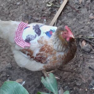 Chicken Diaper/ Hen Diaper/ Standard Chickens. | Etsy