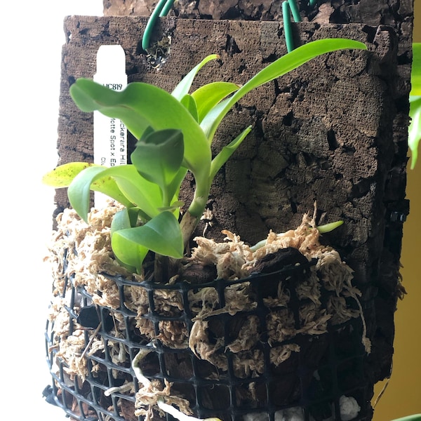The Cork Mount - Hanging Plant Pot for Orchids, Epiphytes, Rare Plants ...