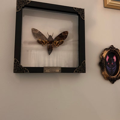 Real Framed Death Head Moth Acherontia Frame Dried Butterfly Skull Dead ...