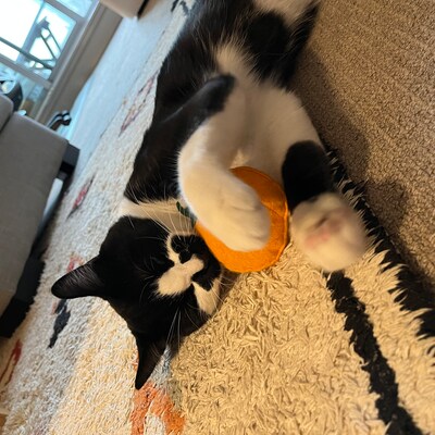 Teaser Wand Spider Cat Toy, Scary Spider Cat Toy, Dangling Teaser Wand ...