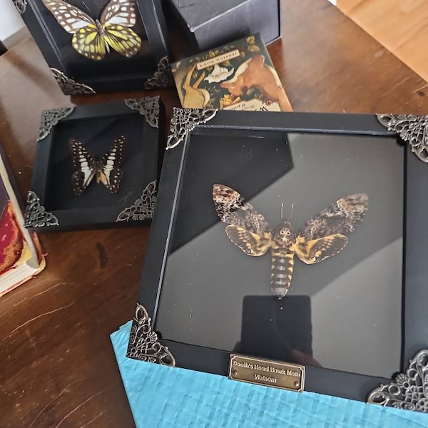 Real Framed Green Rhomborhina Scarab Beetle Bug Insect Shadow Box ...