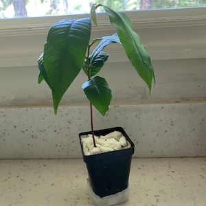 Rollinia Deliciosa Biriba Potted PLANT Tropical Tree - Etsy