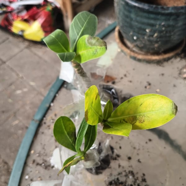 1 Grafted Double "purple Fire" Adenium /desert Rose Plant. 5-7 Inch ...