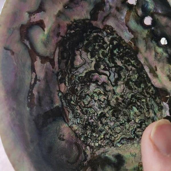 Abalone Shells: Choose Size 2 - 7" Mini & JUMBO Abalone Shells (holds ...