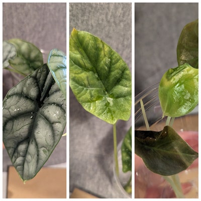 Alocasia Bundle Pack 1 Starter Plants - Etsy