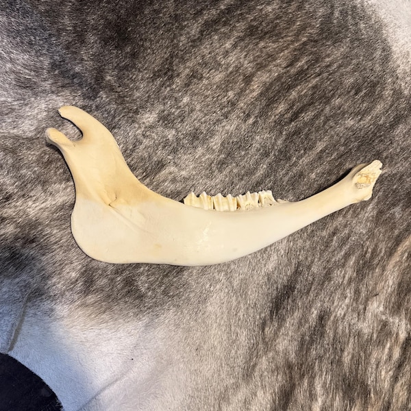 Authentic Montana American Bison Buffalo Jaw Bone - Etsy