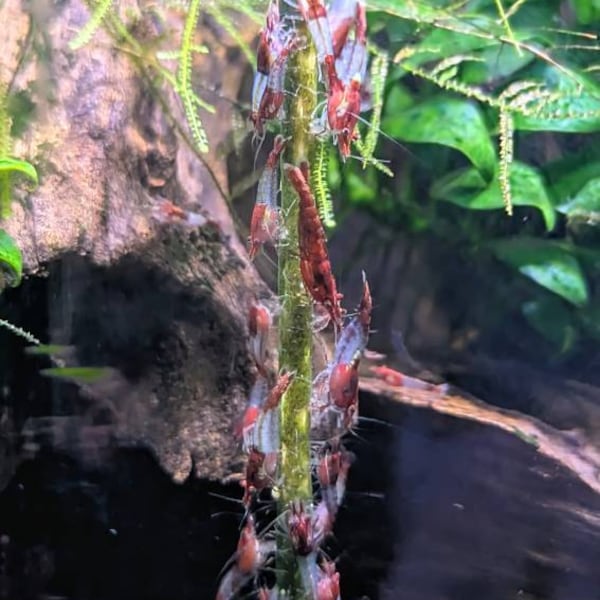 Organic Catappa Bark for Betta Fish, Shrimp Tropical Fish Freshwater ...