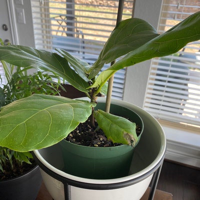 Fiddle Leaf Fig Ficus Lyrata Live Plant, 6 Pot, Top Indoor Air Purifier ...