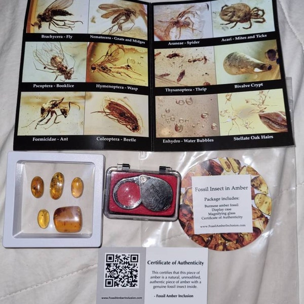 GENUINE Fossil Insect Inclusion in Burmese Amber Kit - Includes ...