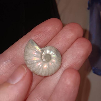 Opalized Ammonite / Fire Ammonite / Ammonite Specimen / Polished ...